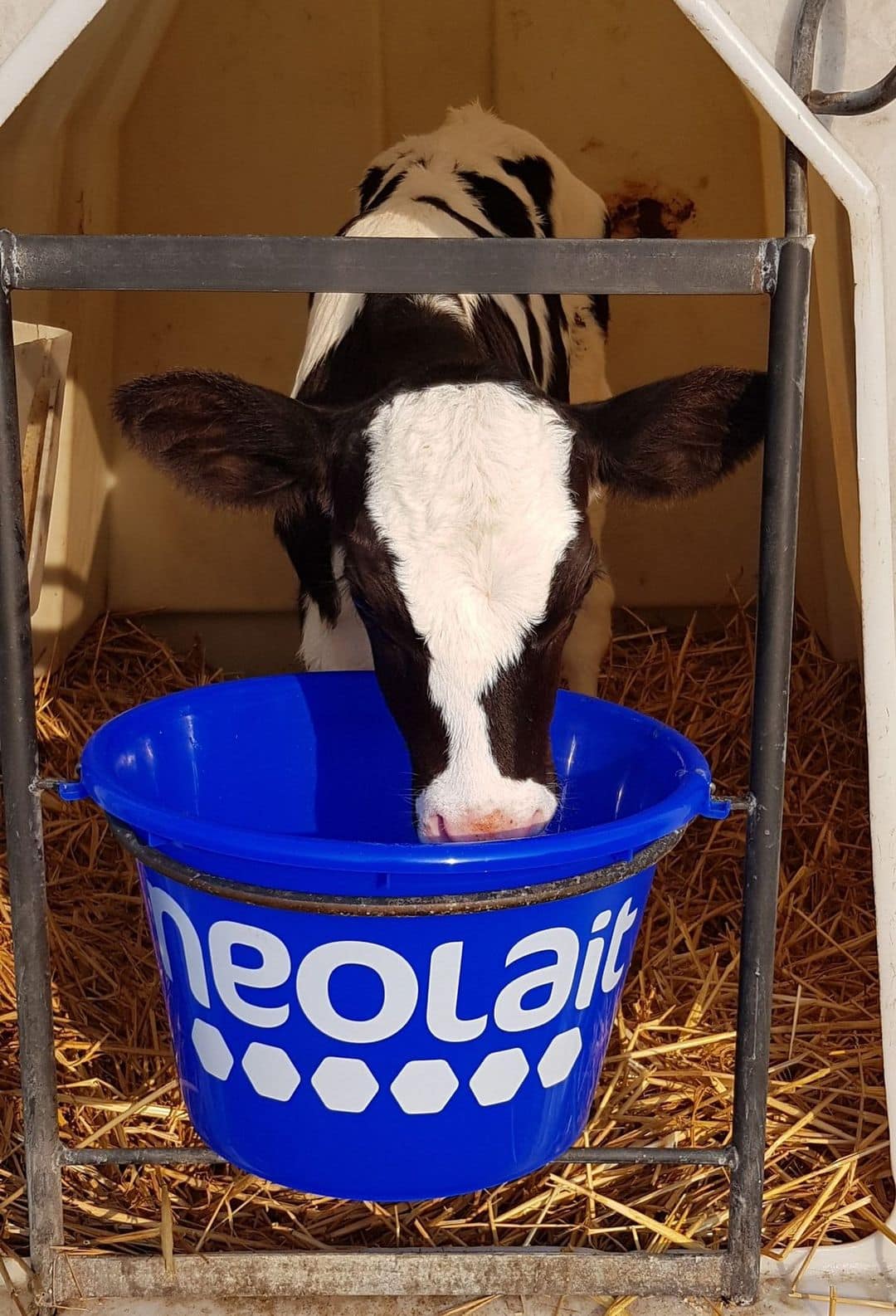 Plus de 388 kg de lait supplémentaires sur la 1ère lactation ! - Neolait