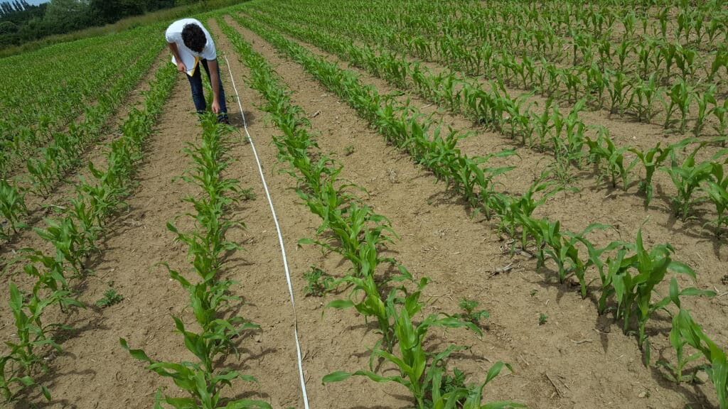 Essais Neosyl : micro-parcelles, notations et analyses - Neolait